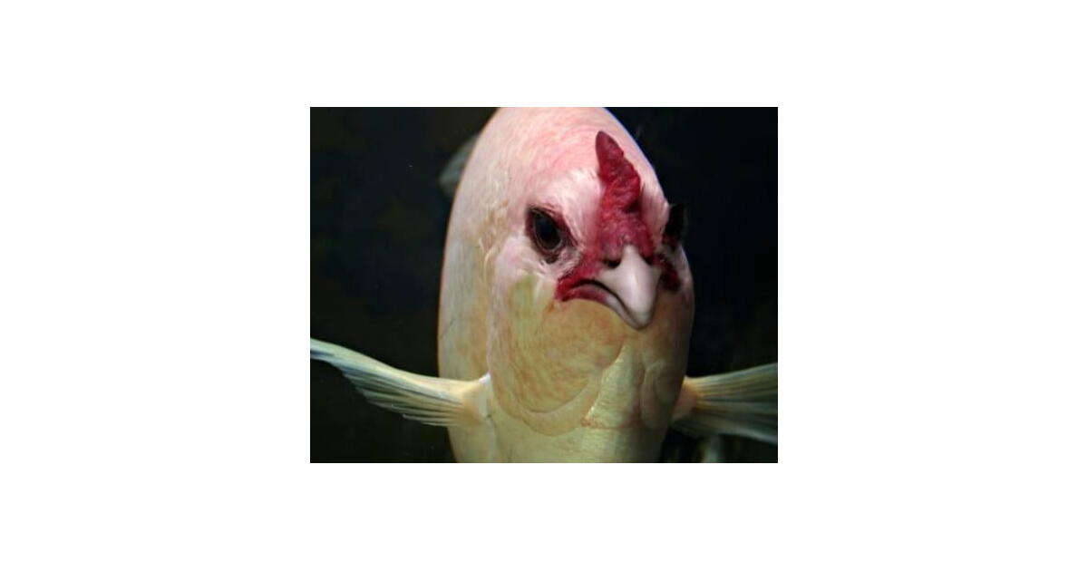 Neither Fish nor Fowl – Condensates Muscle in on NGL and Crude Markets ...